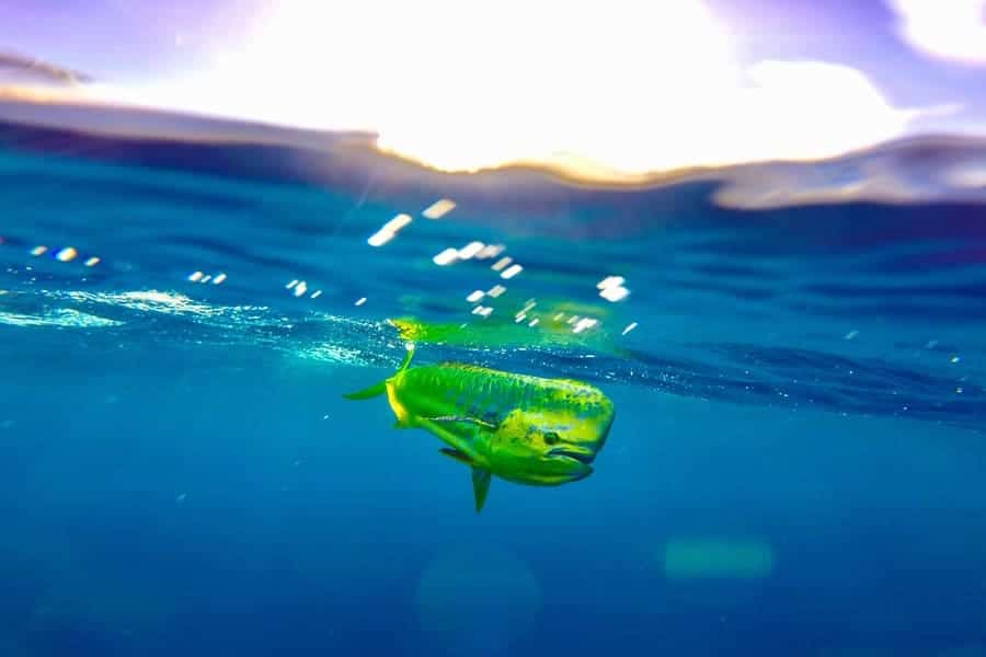 Grenada 2025 Country Profile: Location, Capital, and Fascinating Island ...